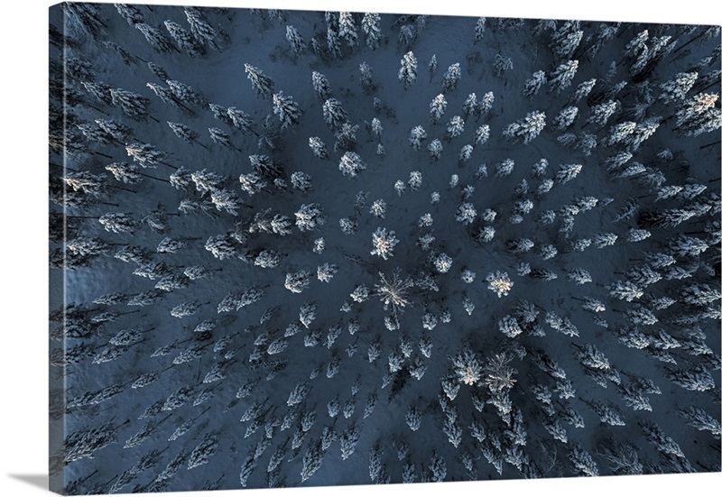 Trees Covered With Snow In The Frozen Forest From Above, Aerial View ...