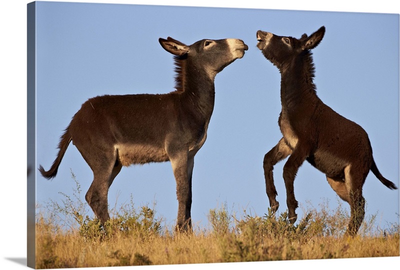 Two young wild burro playing, Custer State Park, South Dakota, USA ...