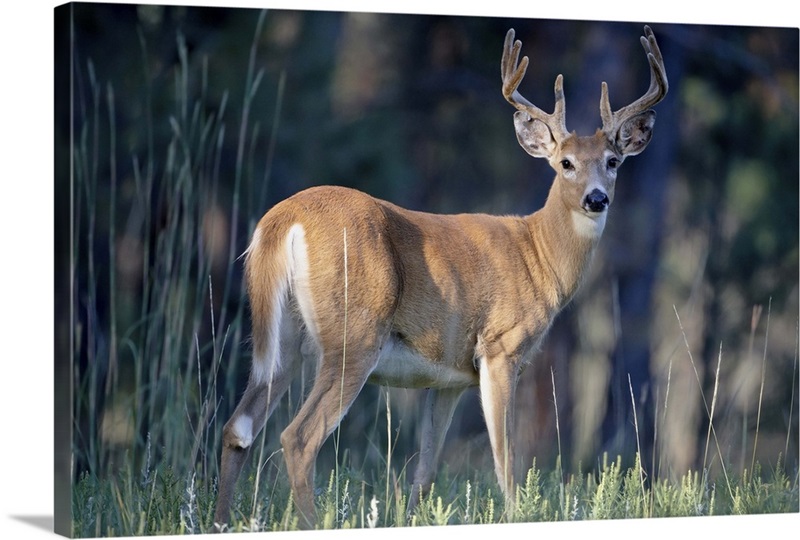 Whitetail Deer buck in velvet, Devil's Tower National Monument, Wyoming ...