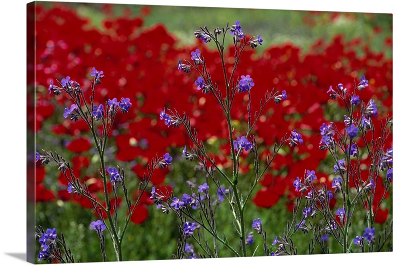 Wild flowers and poppies, Anatolia, Turkey, Asia Minor, Eurasia | Great ...