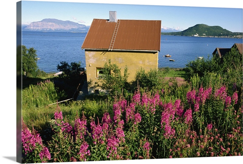 Willowherb on Harstad Bay, north Norway, Scandinavia | Great Big Canvas