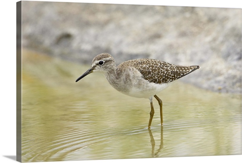 Wood sandpiper, Kruger National Park, South Africa, Africa | Great Big ...