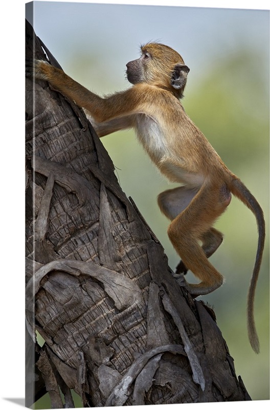 Yellow baboon, juvenile climbing a palm tree, Selous Game Reserve ...