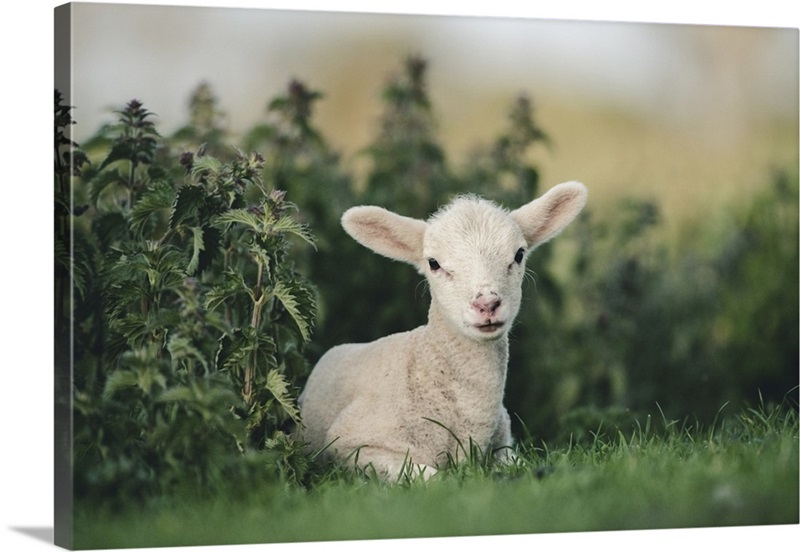 Young Spring Lamb Lying In A Field, Oxfordshire, England, UK | Great ...