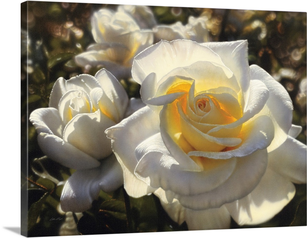 White Roses Wall Art, Canvas Prints, Framed Prints, Wall Peels | Great ...
