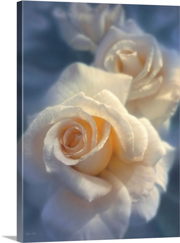 White Roses - Unforgettable Wall Art, Canvas Prints, Framed Prints ...