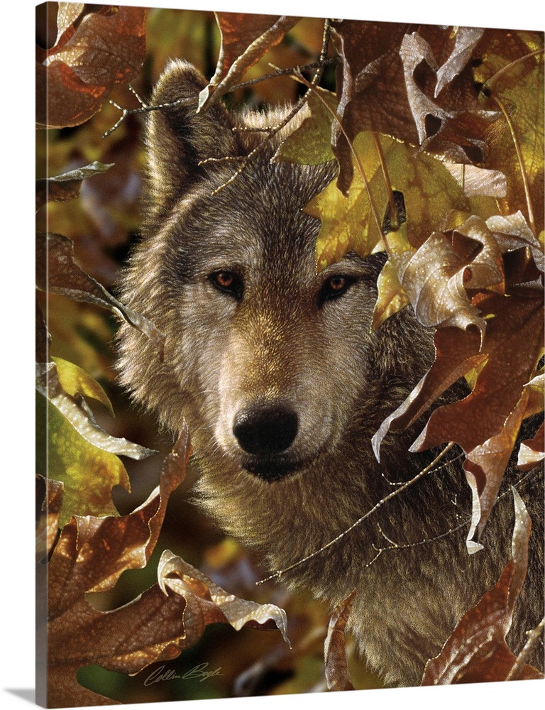 Wolf - Autumn Shadows Wall Art, Canvas Prints, Framed Prints, Wall ...