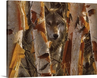 Wolf Art - Wolf Paintings & Wolf Prints | Great Big Canvas