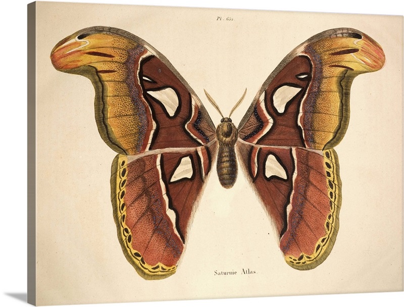 1797 Atlas Moth illustration | Great Big Canvas