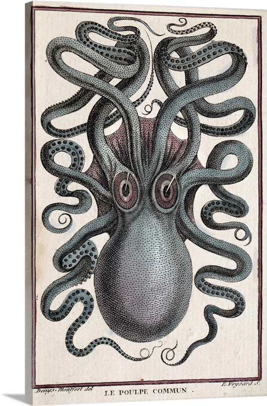 1801 Montfort Octopus Engraving Colour | Great Big Canvas