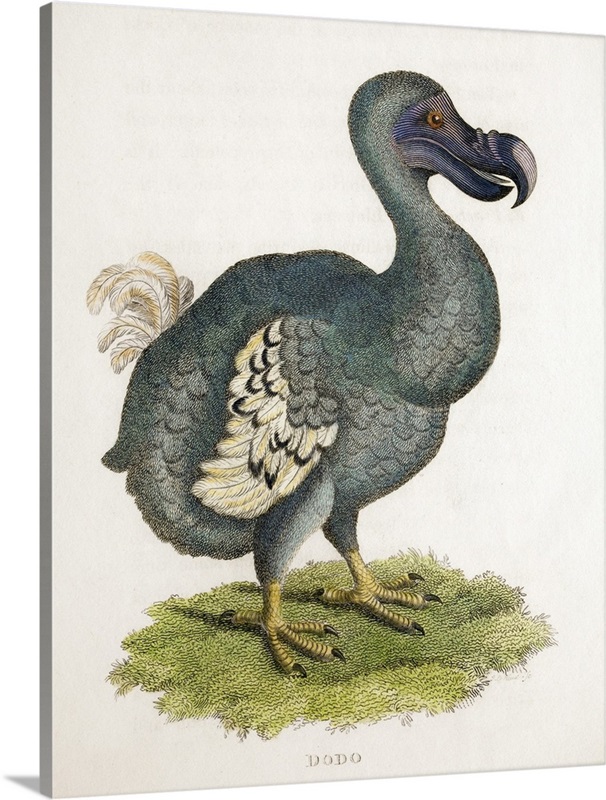 1809 The Dodo Illustration In George Shaw | Great Big Canvas