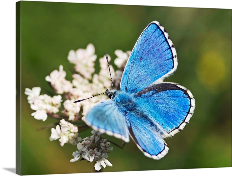 Adonis blue butterfly | Great Big Canvas