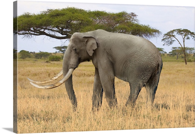 African Mammoth, Illustration Wall Art, Canvas Prints, Framed Prints ...