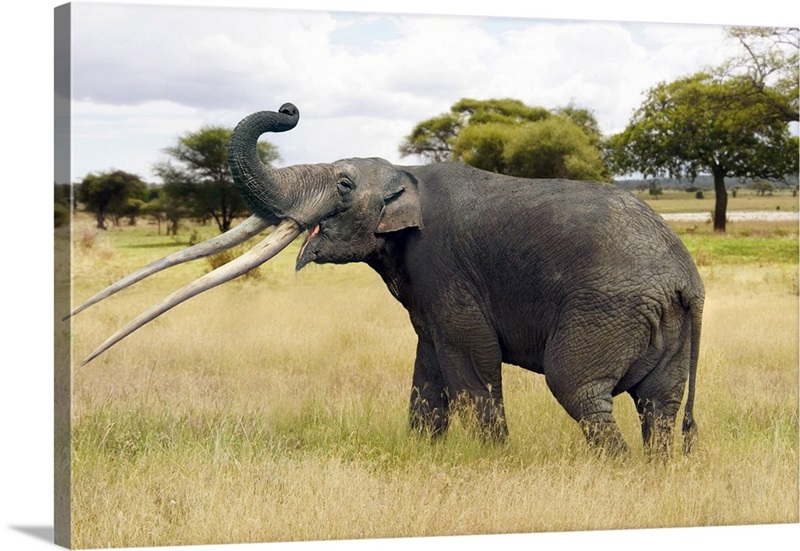 Anancus Arvernensis, Illustration Wall Art, Canvas Prints, Framed ...