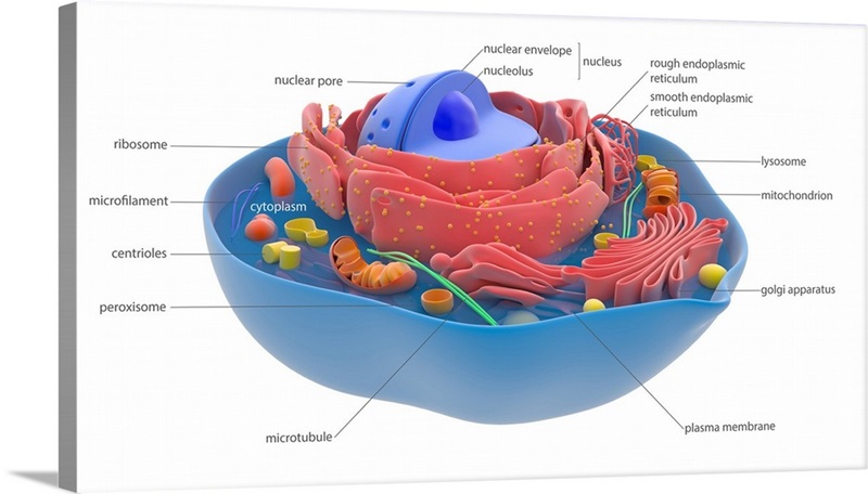 Animal Cell, Illustration | Great Big Canvas