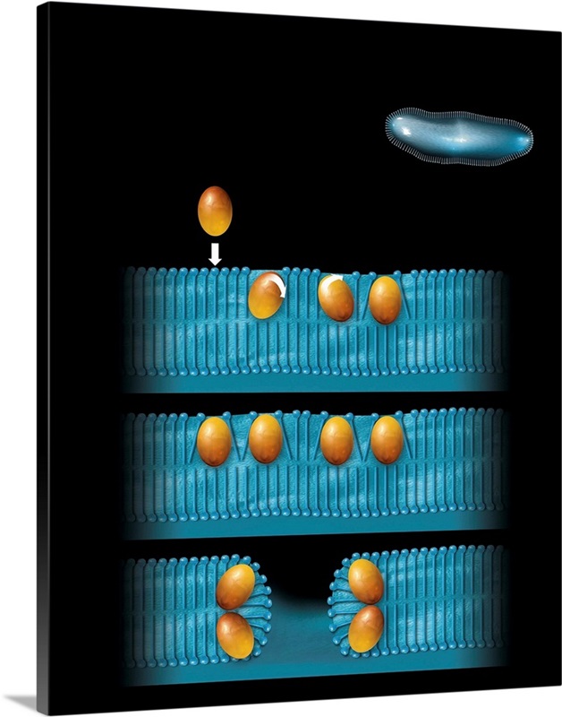 Antibiotic cell membrane effect, artwork | Great Big Canvas