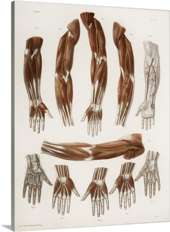 Arm anatomy, historical artwork | Great Big Canvas