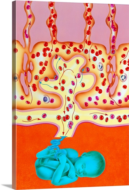 Artwork of foetal blood flow through placenta | Great Big Canvas