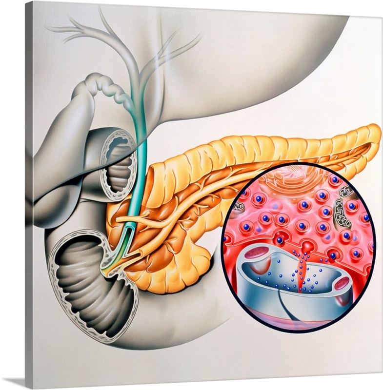 Artwork of the pancreas showing insulin production | Great Big Canvas