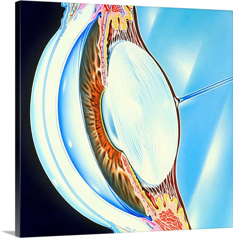 Artwork of the structure of the front of an eye | Great Big Canvas