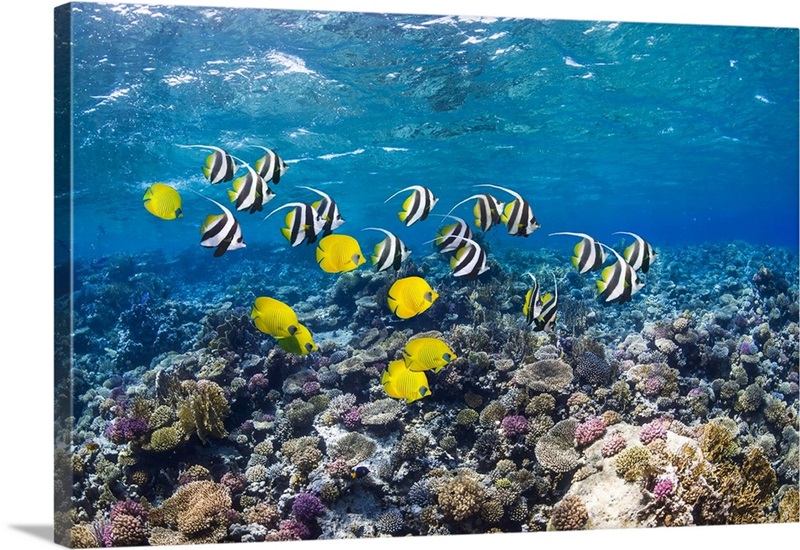 Bannerfish And Butterflyfish On A Reef | Great Big Canvas