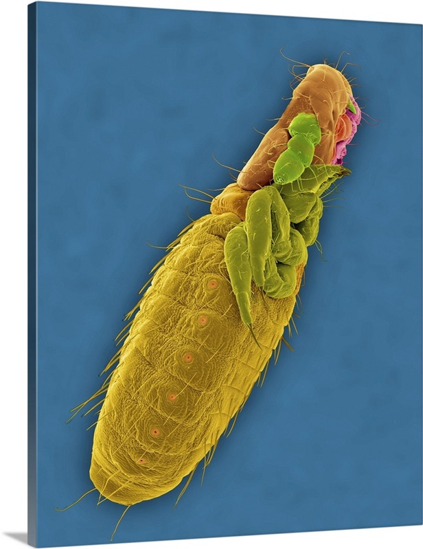 Biting Louse, SEM | Great Big Canvas