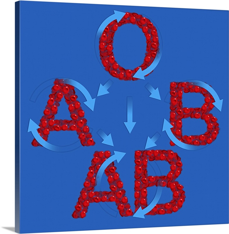 Blood groups | Great Big Canvas