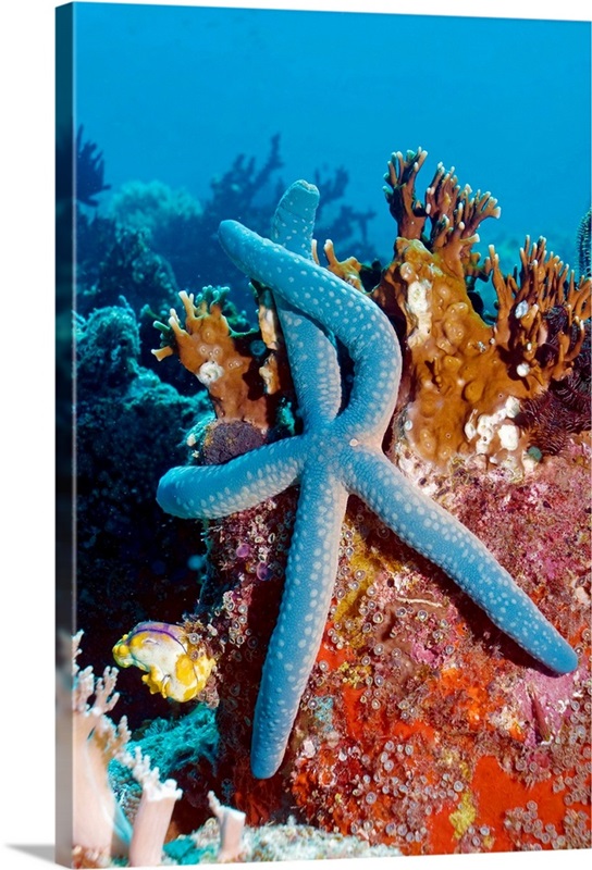 Blue starfish | Great Big Canvas