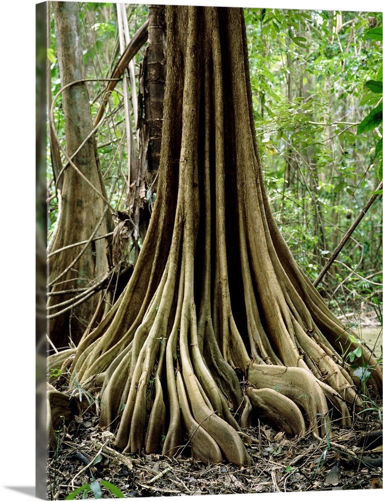 Buttress roots on a tree in swamp Wall Art, Canvas Prints, Framed ...