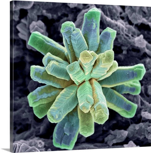 Calcium phosphate crystal, SEM | Great Big Canvas