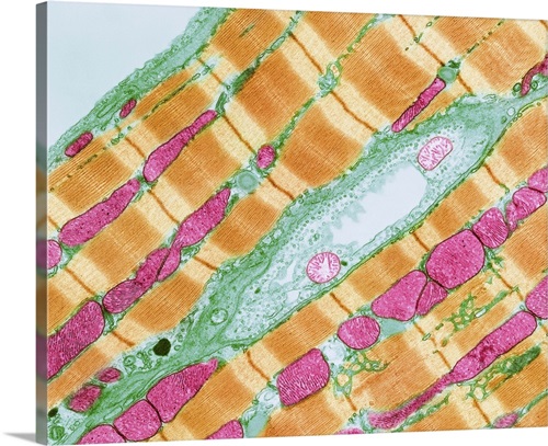 Cardiac muscle, TEM | Great Big Canvas
