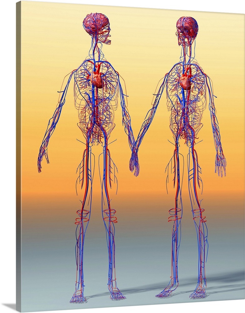 Cardiovascular system, artwork Wall Art, Canvas Prints, Framed Prints ...