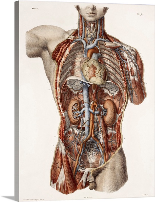 Cardiovascular system, historical artwork | Great Big Canvas