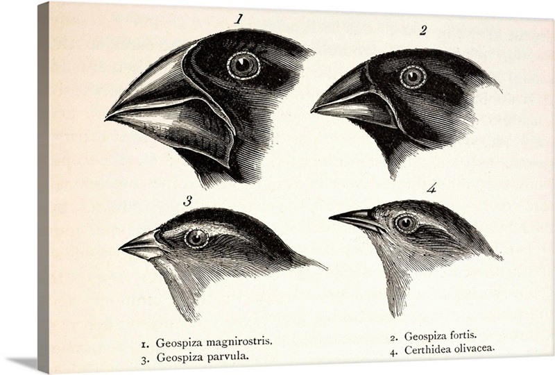 Darwin's Galapagos Finches | Great Big Canvas