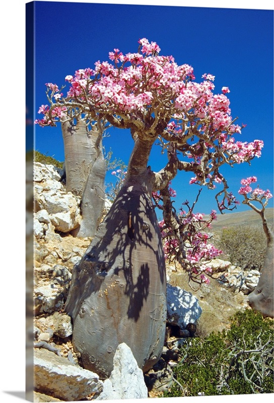 Desert rose tree | Great Big Canvas
