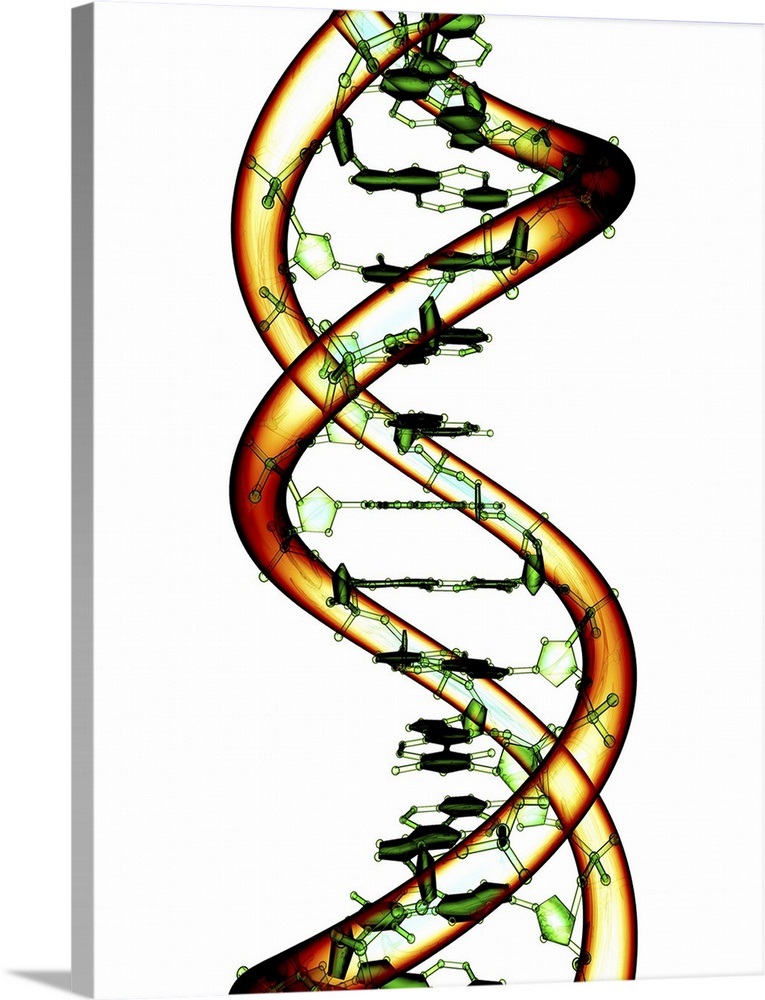 DNA molecule, conceptual artwork Wall Art, Canvas Prints, Framed Prints ...