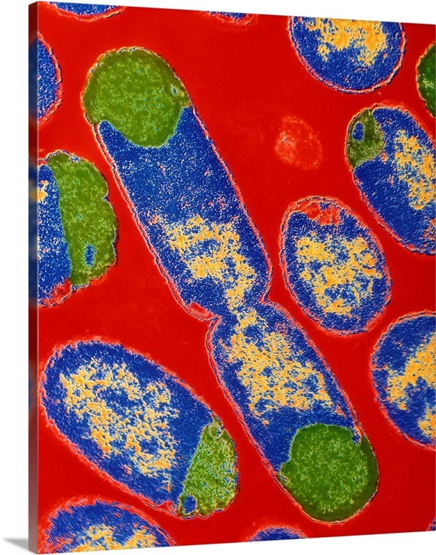 E. coli bacteria | Great Big Canvas