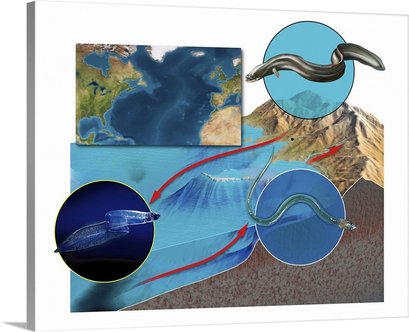 Eel life-cycle, artwork | Great Big Canvas