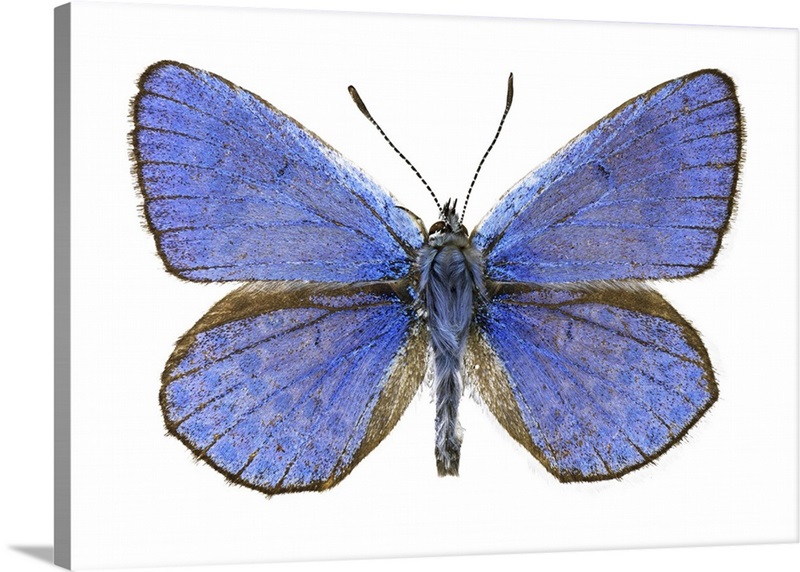 Escher's Blue Butterfly | Great Big Canvas