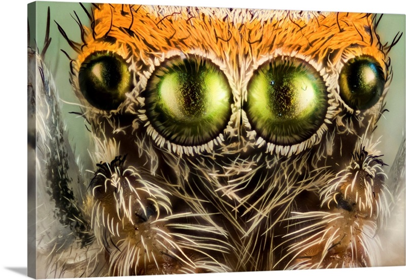 Eyes Of A Jumping Spider, Macrophotograph Wall Art, Canvas Prints ...