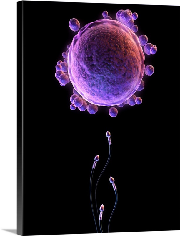 Fertilisation, artwork | Great Big Canvas