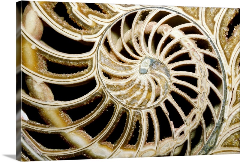 Fossilized nautilus shell, Nautilus striatus | Great Big Canvas