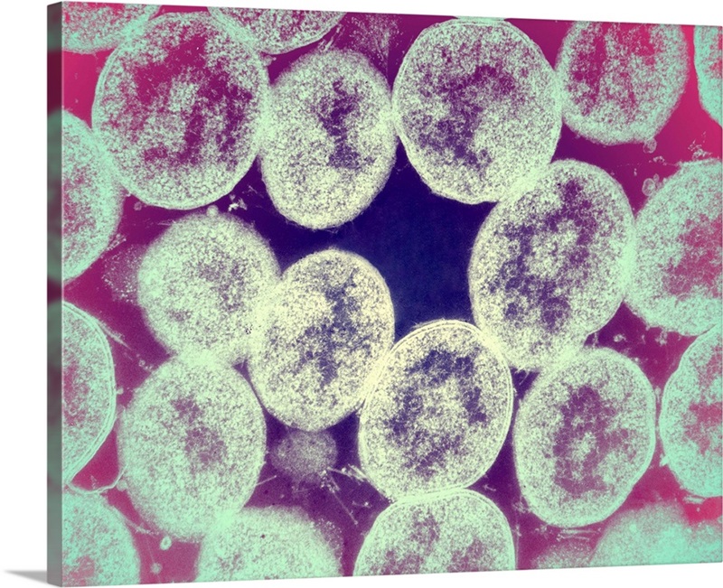 Gonorrhoea bacteria, TEM | Great Big Canvas