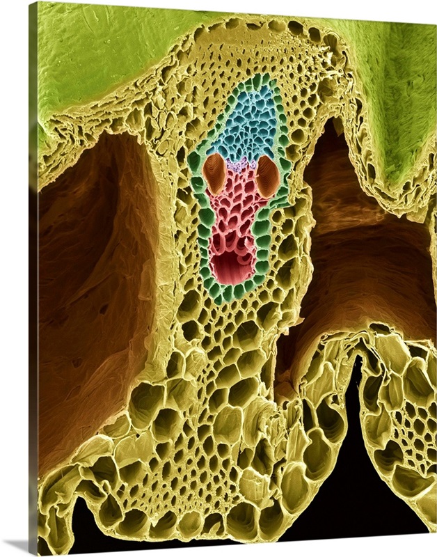 Grass stem, SEM | Great Big Canvas