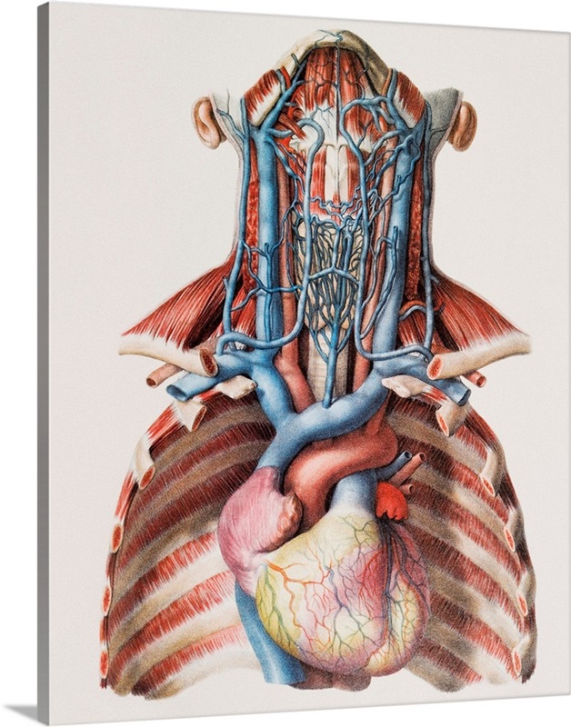 Heart and neck blood vessels | Great Big Canvas