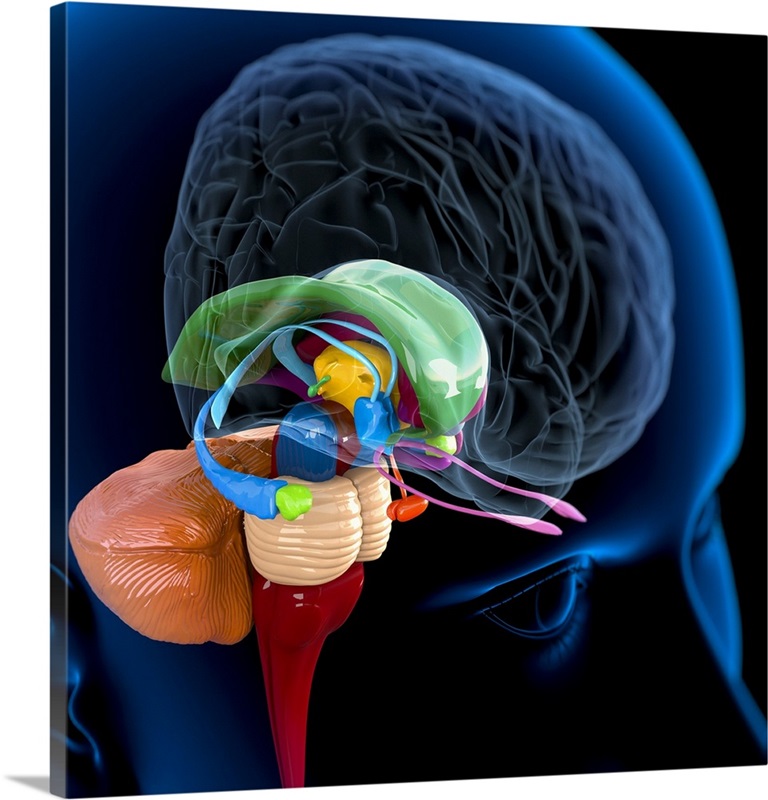 Human brain anatomy, artwork | Great Big Canvas