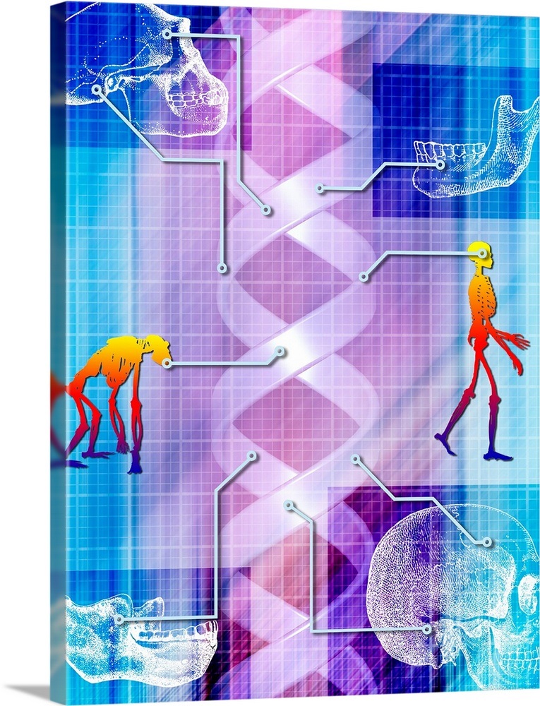 Human evolution Wall Art, Canvas Prints, Framed Prints, Wall Peels ...