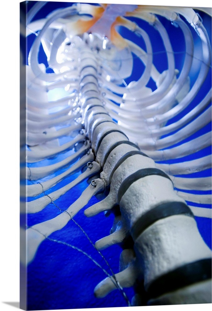 Human spine model Wall Art, Canvas Prints, Framed Prints, Wall Peels ...