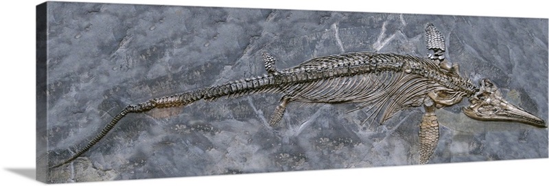 Ichthyosaur Fossil | Great Big Canvas