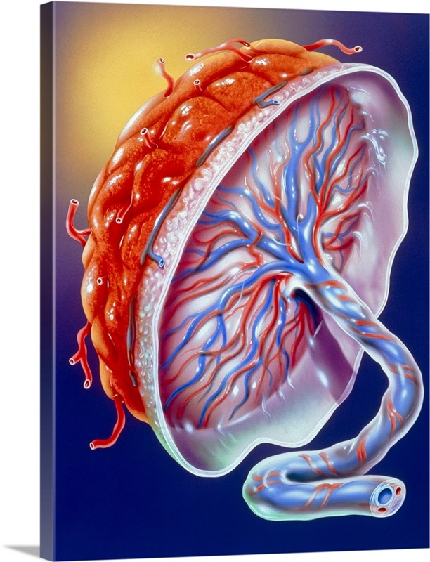 Illustration of the human placenta | Great Big Canvas